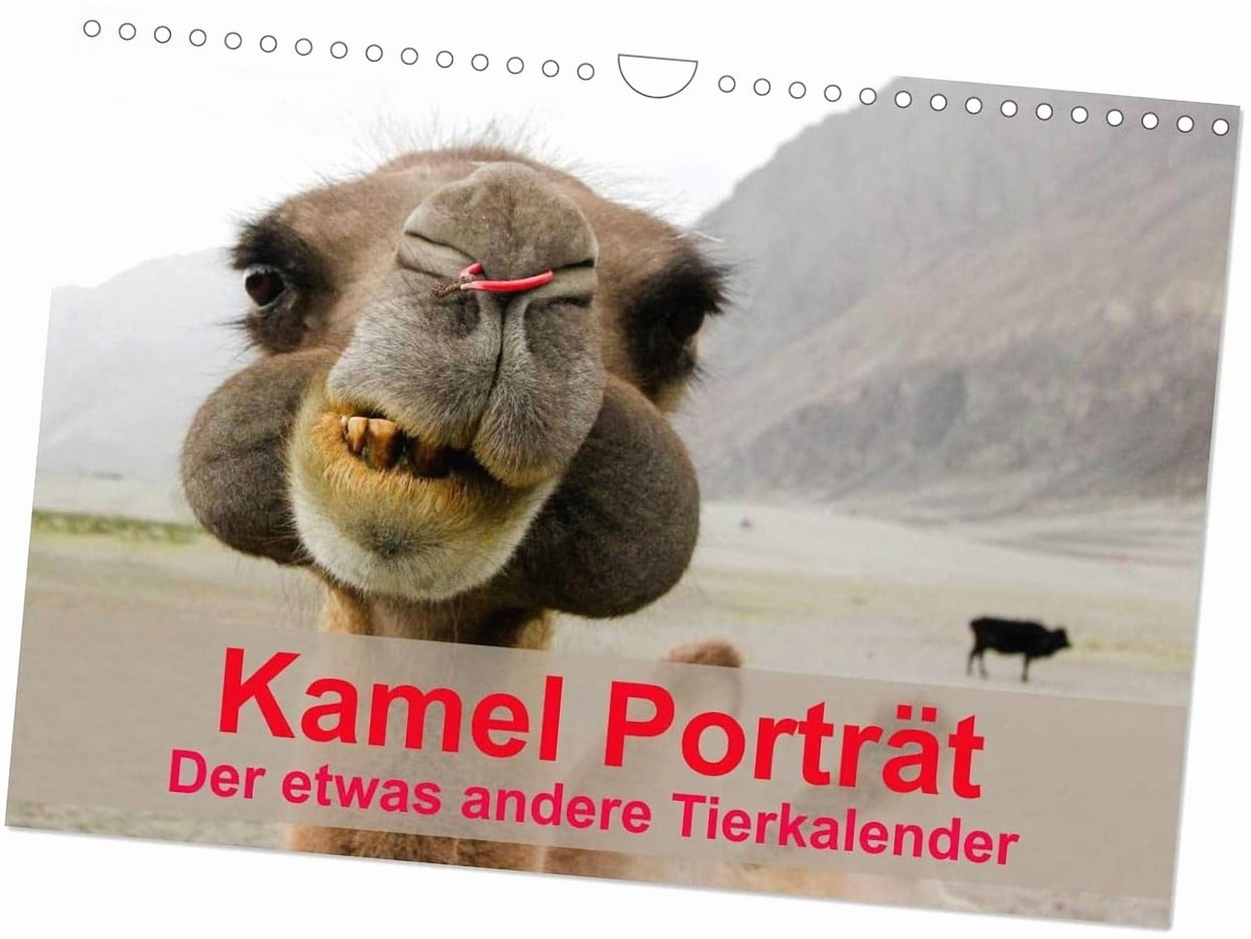 GZHJMY Camel portrait, US-Version (Wall Calendar 2026 DIN Landscape ...