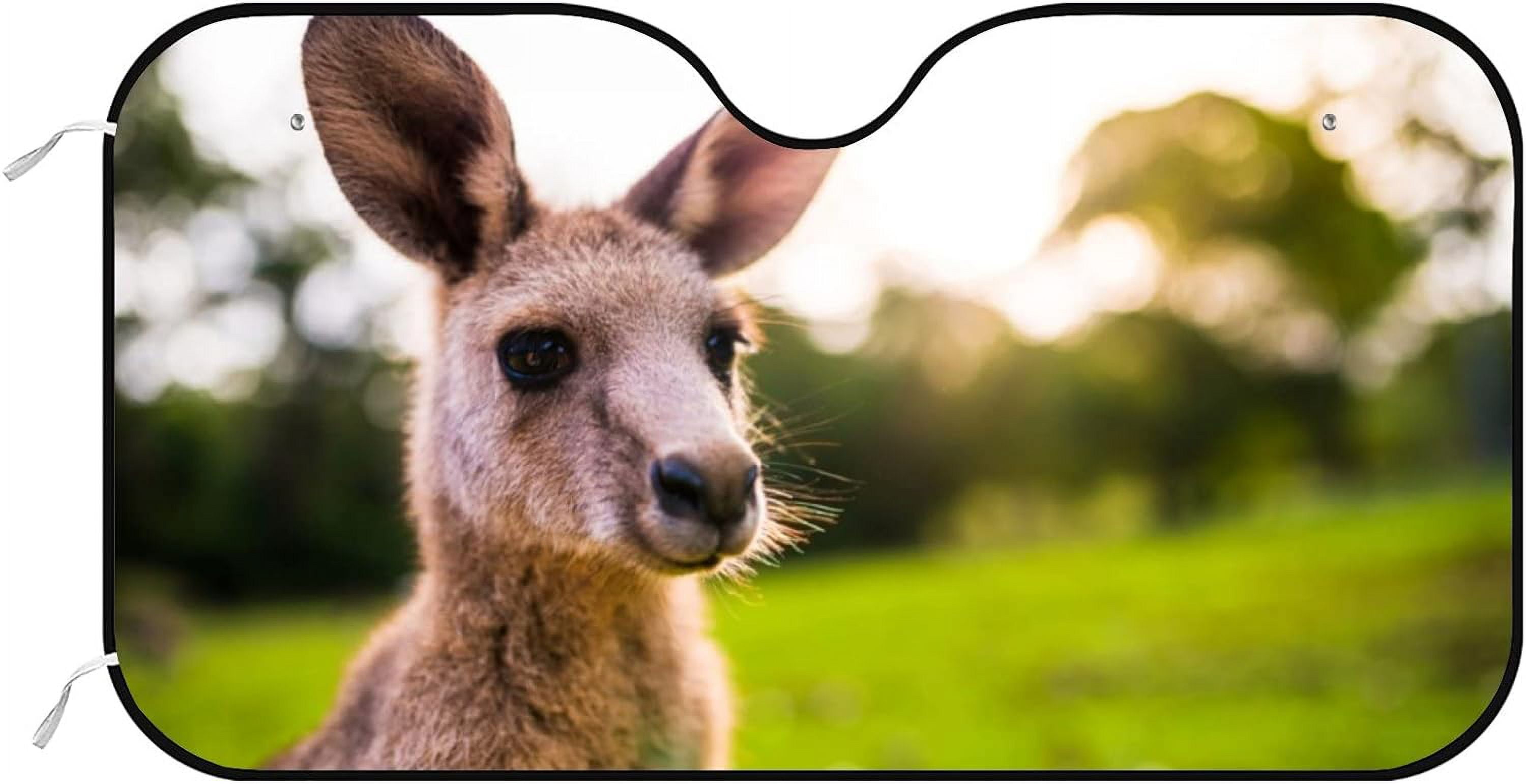 GZHJMY Car Windshield Sunshade Funny Kangaroo, Foldable Car Visor Front ...