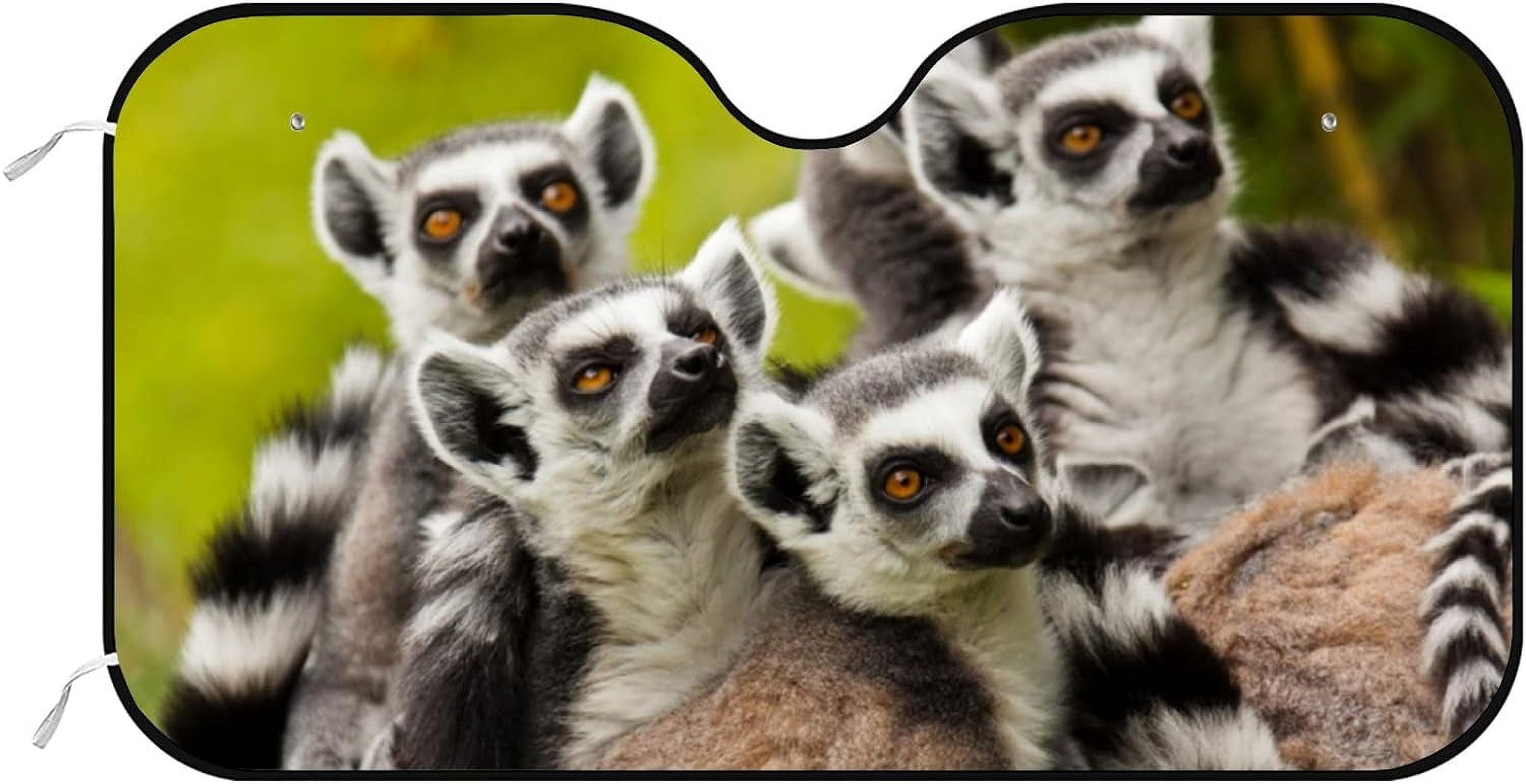 GZHJMY Car Windshield Sunshade Funny Lemur Catta, Foldable Car Visor ...