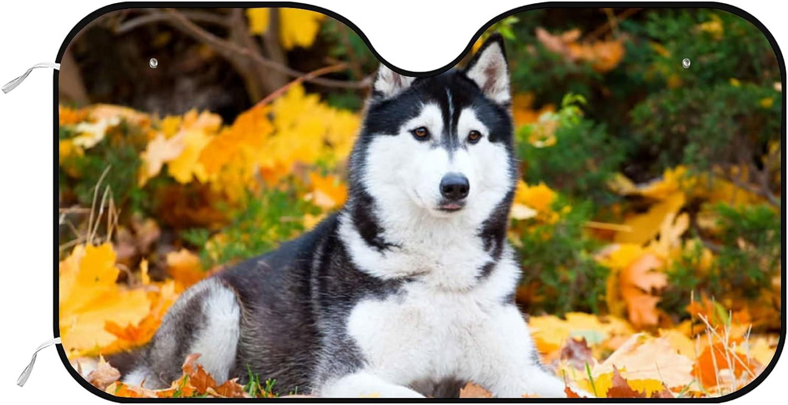GZHJMY Car Windshield Sunshade Husky Dog on Fall Leaves, Foldable Car ...
