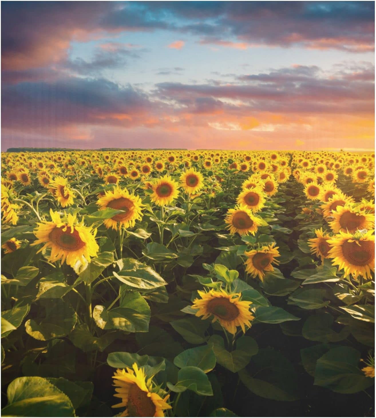 GZHJMY Summer Yellow Sunflowers Sunset Dishwasher Magnet Cover, Home ...