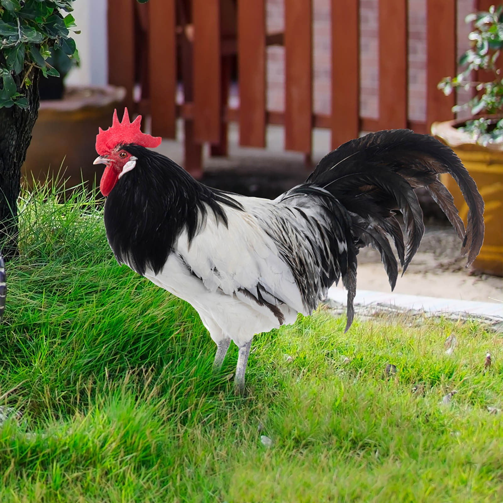 CYXLFZH Garden Decoration Fun Plug In Simulation Rooster Courtyard Plug ...