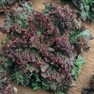 Merlot Leaf Lettuce Seeds - 1 g Packet ~850 Seeds - Non-GMO, Heirloom ...