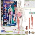 Gaelen Human Body Model for Kids: Glow in The Dark Bones Interactive ...