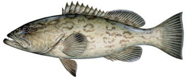 Gag Grouper Decal - Walmart.com