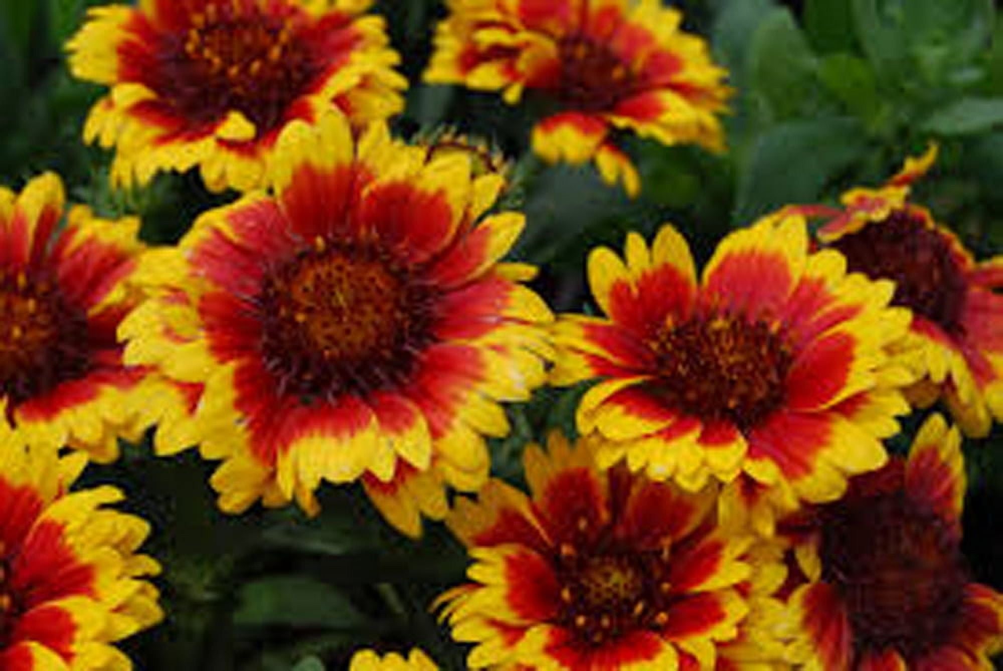 Gaillardia Blanket Flower, 200 Seeds Beautiful Bright Large Cut Flower ...