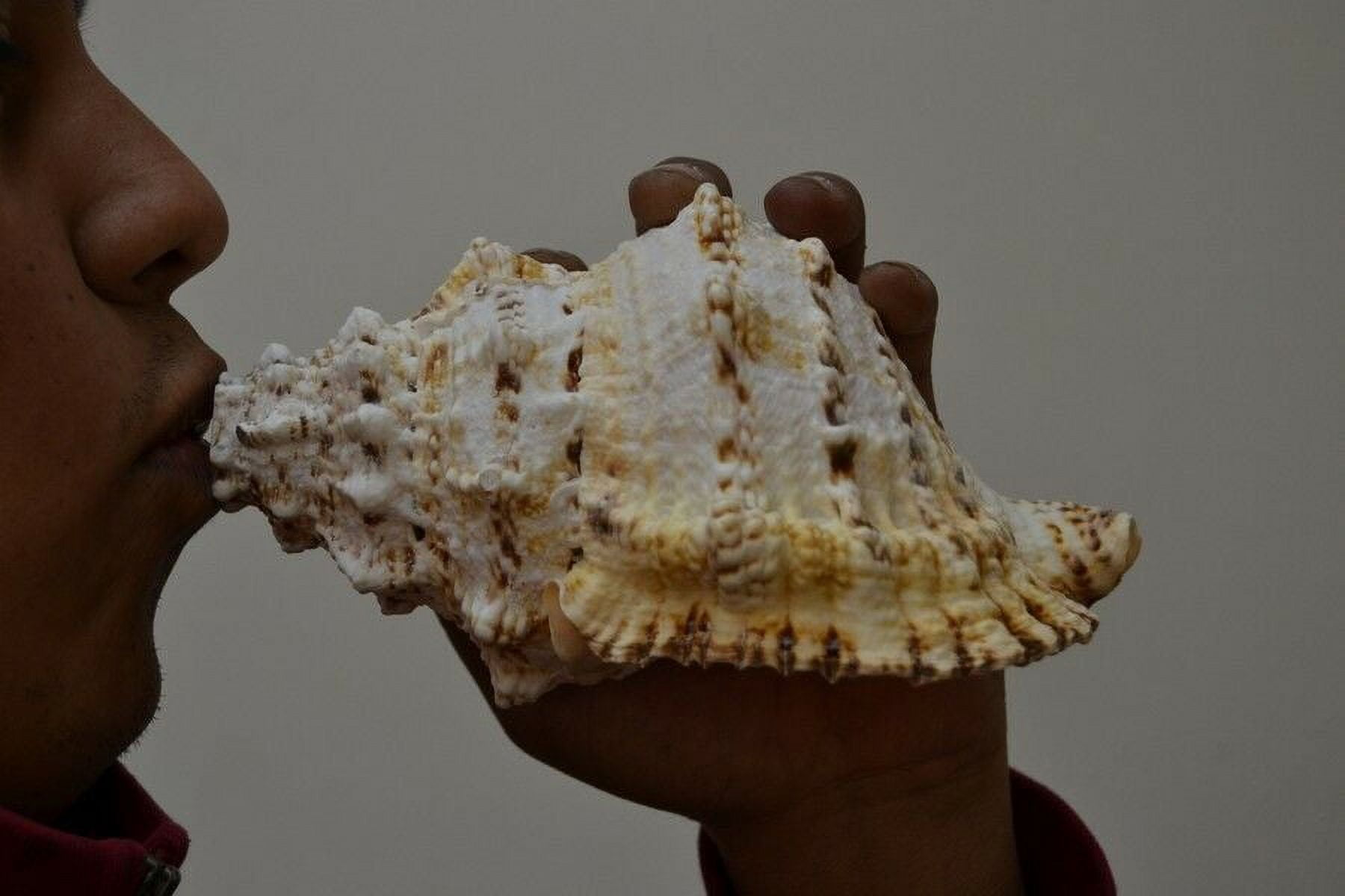 Gaint Frog Blowing Blow Conch Seashell 7" - Walmart.com