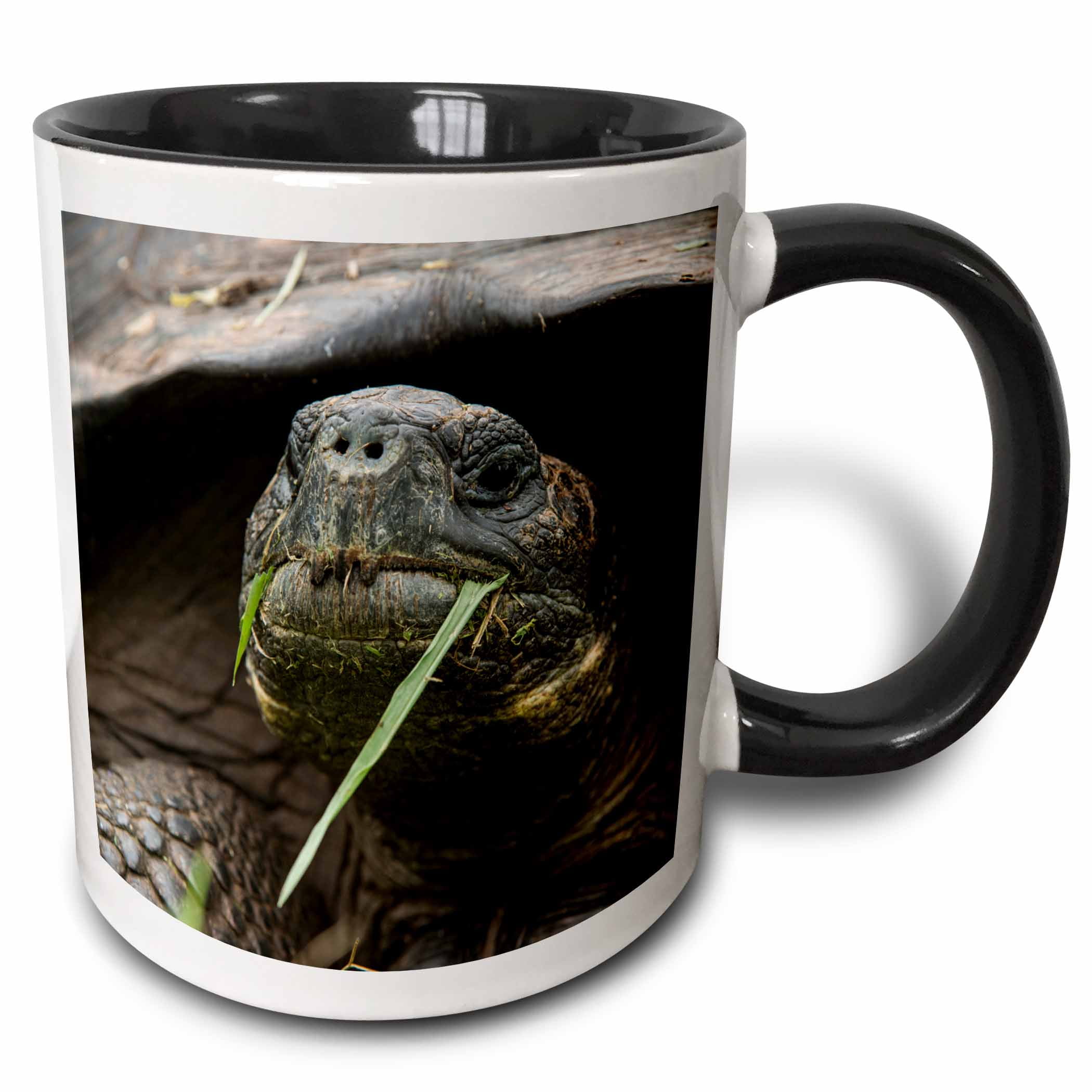 Galapagos Giant Tortoise, Santa Cruz Island, Galapagos, Ecuador 15oz ...