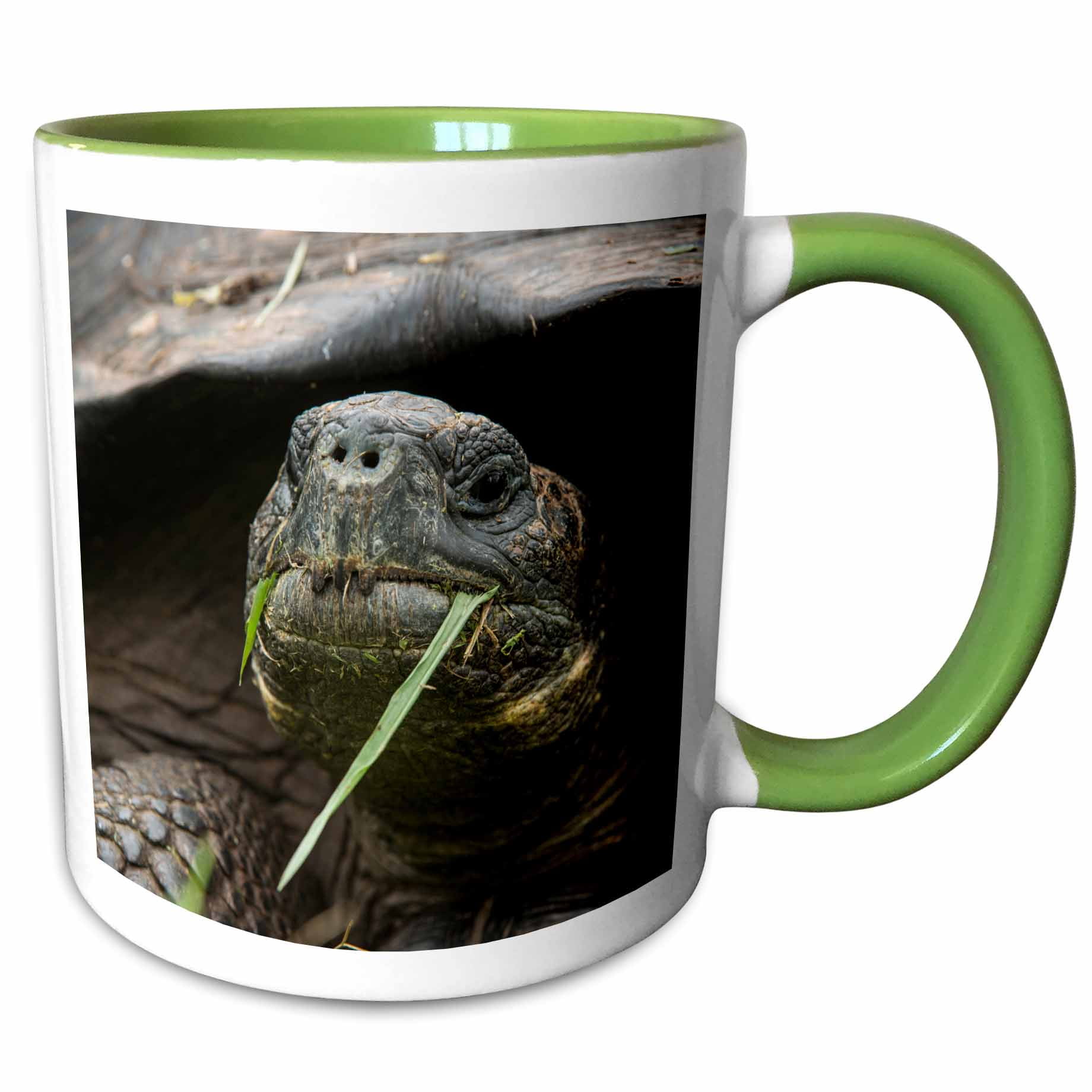 Galapagos Giant Tortoise, Santa Cruz Island, Galapagos, Ecuador 15oz ...