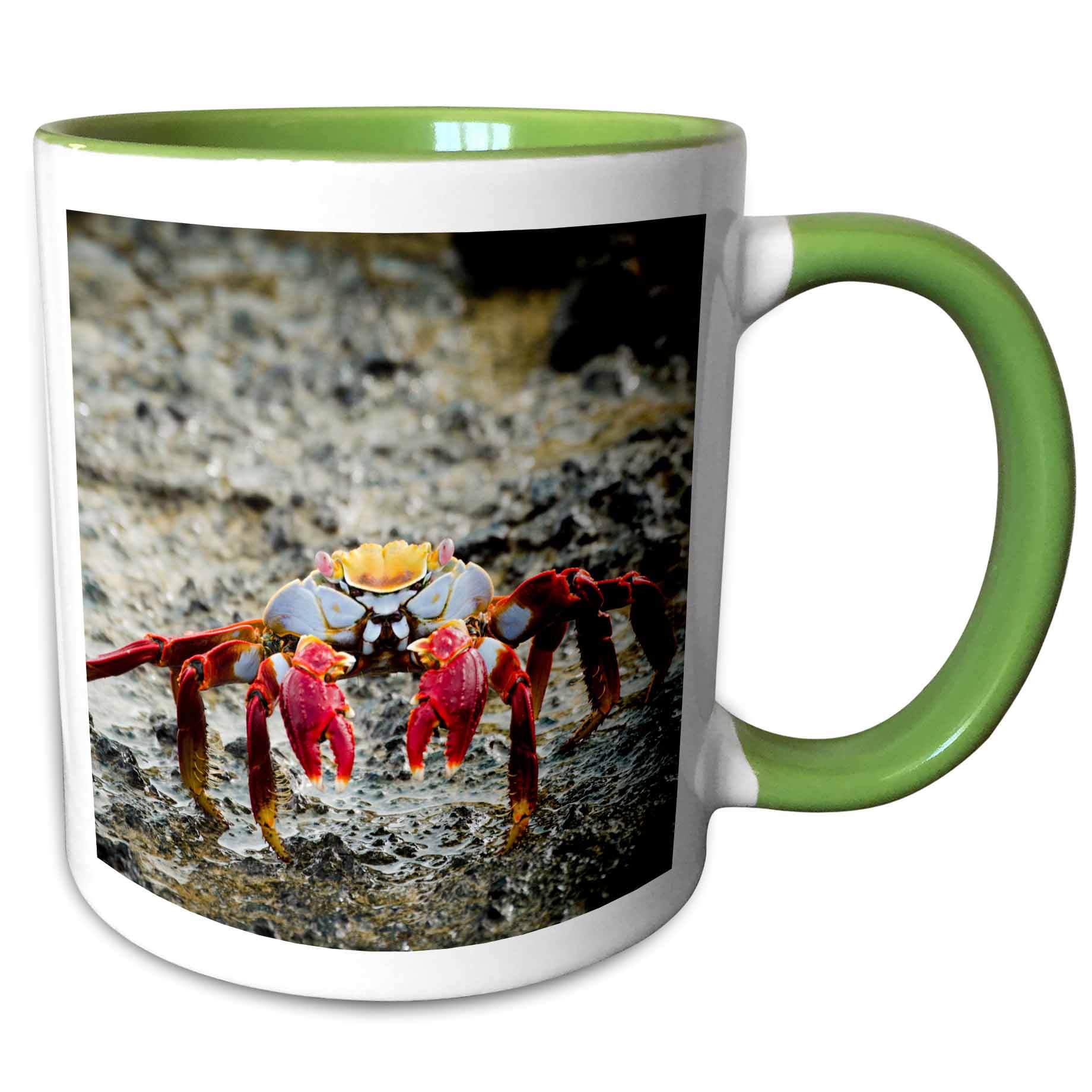 Galapagos Islands, Ecuador, Isabela Island. Sally Lightfoot. 11oz Two ...