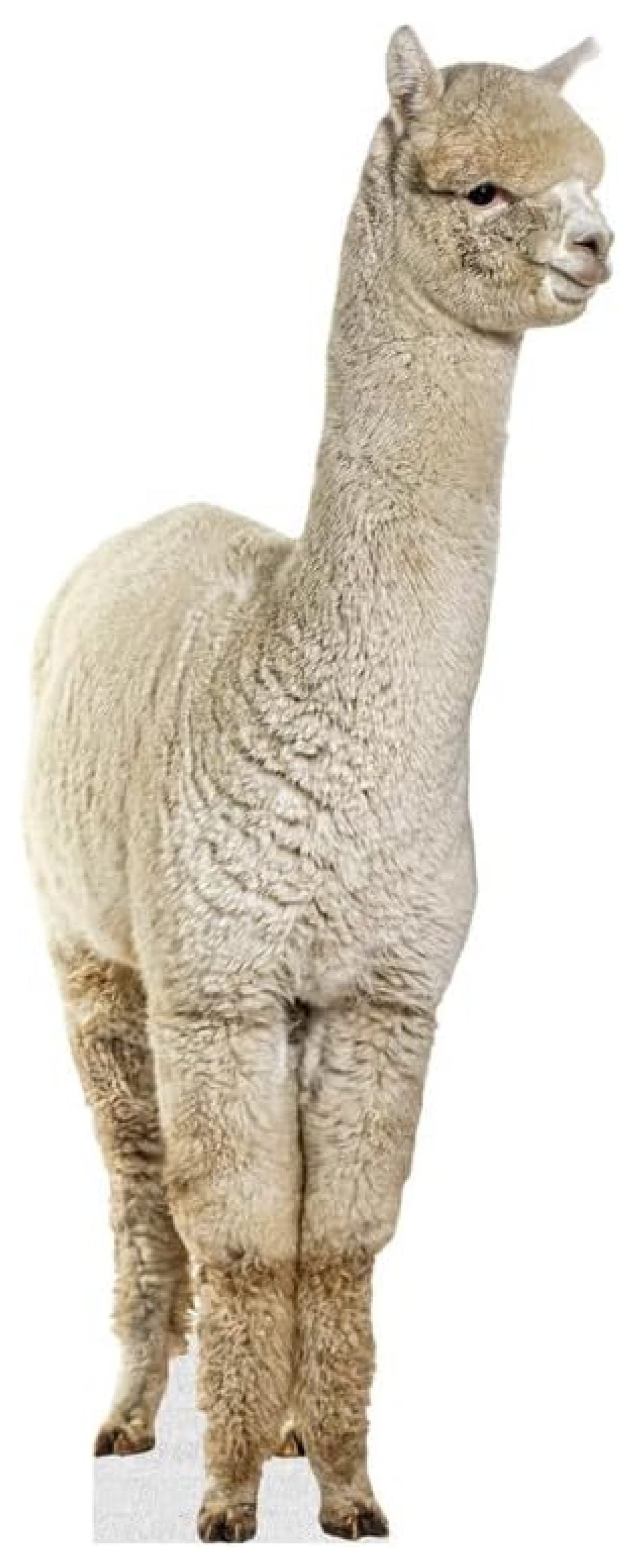 Galaxera Alpaca - Life Size Cardboard Cutout Standup People with ...