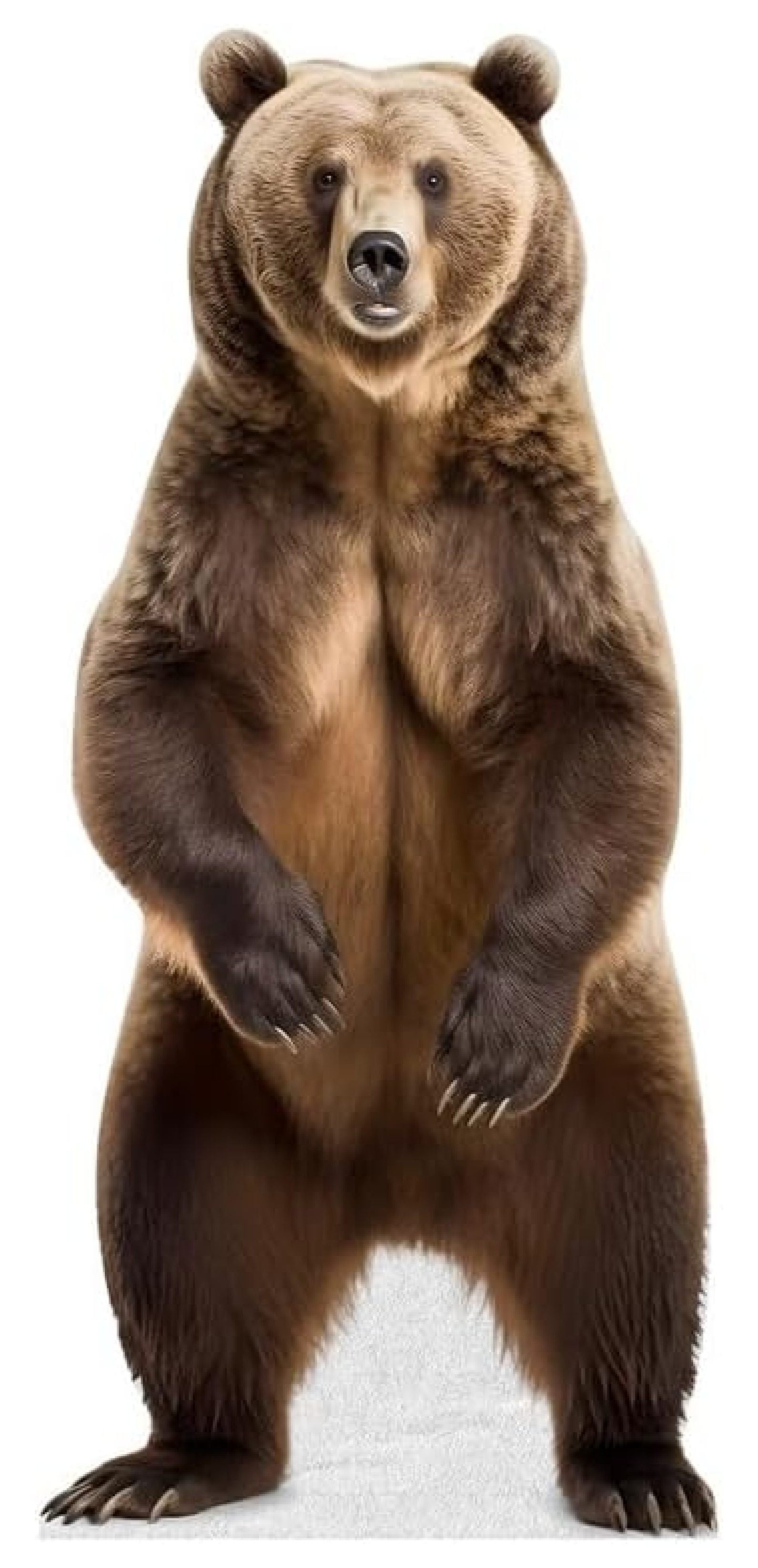 Galaxera Bear - Life Size Cardboard Cutout Standup People with Support ...