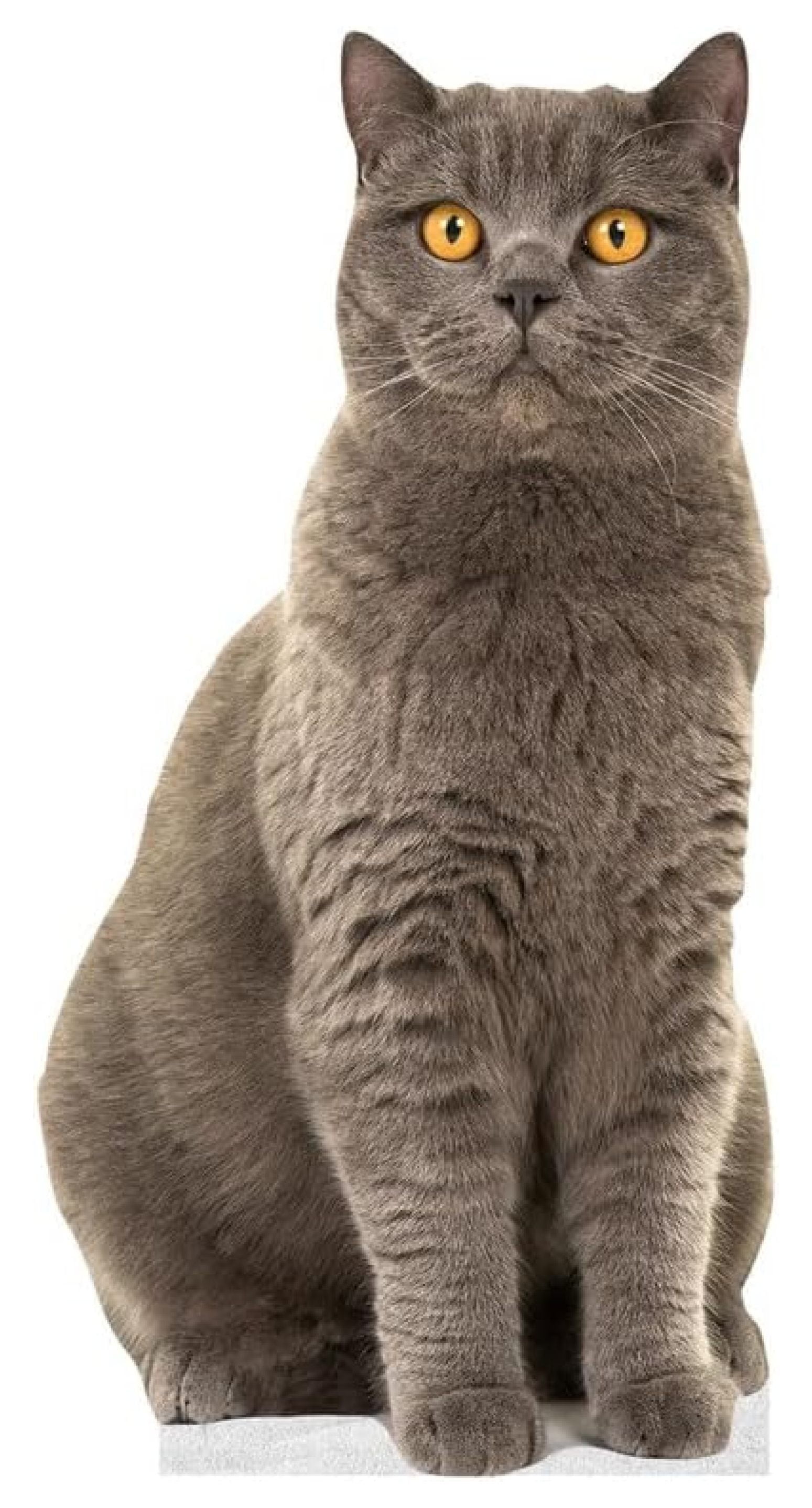 Galaxera CAT - British Shorthair - Life Size Cardboard Cutout Standup ...