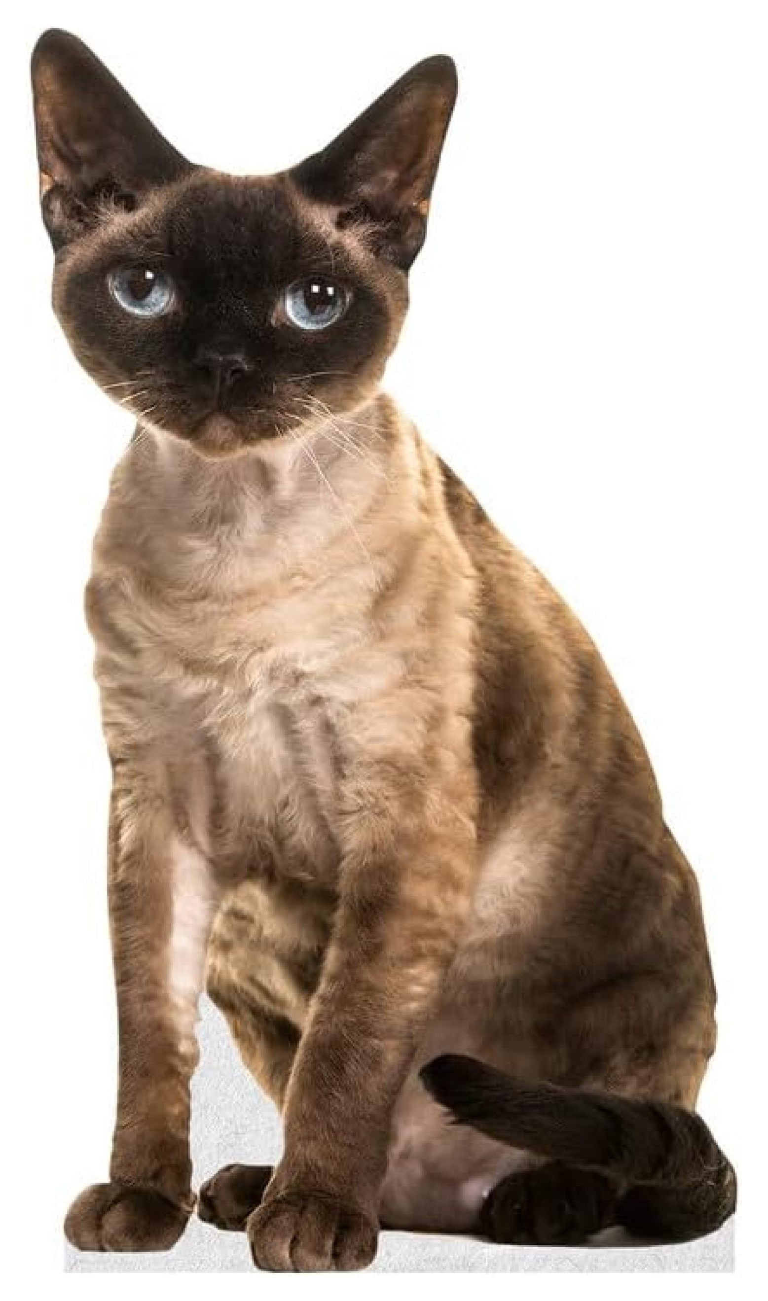Galaxera CAT - Devon REX - Life Size Cardboard Cutout Standup People ...