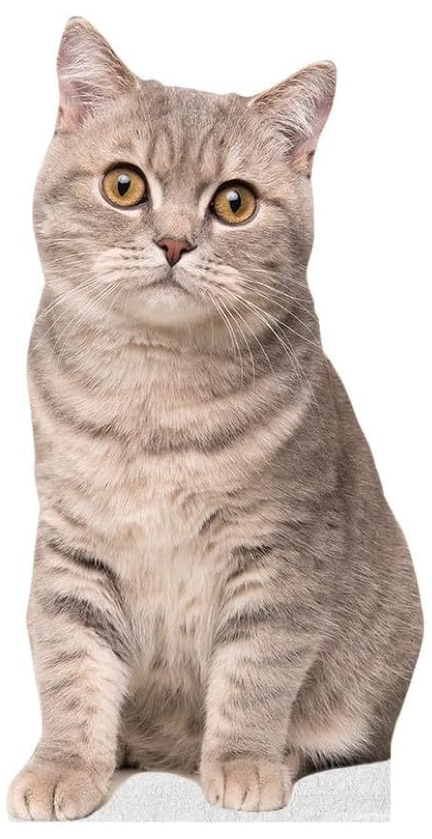 Galaxera CAT - Scottish Straight - Life Size Cardboard Cutout Standup ...