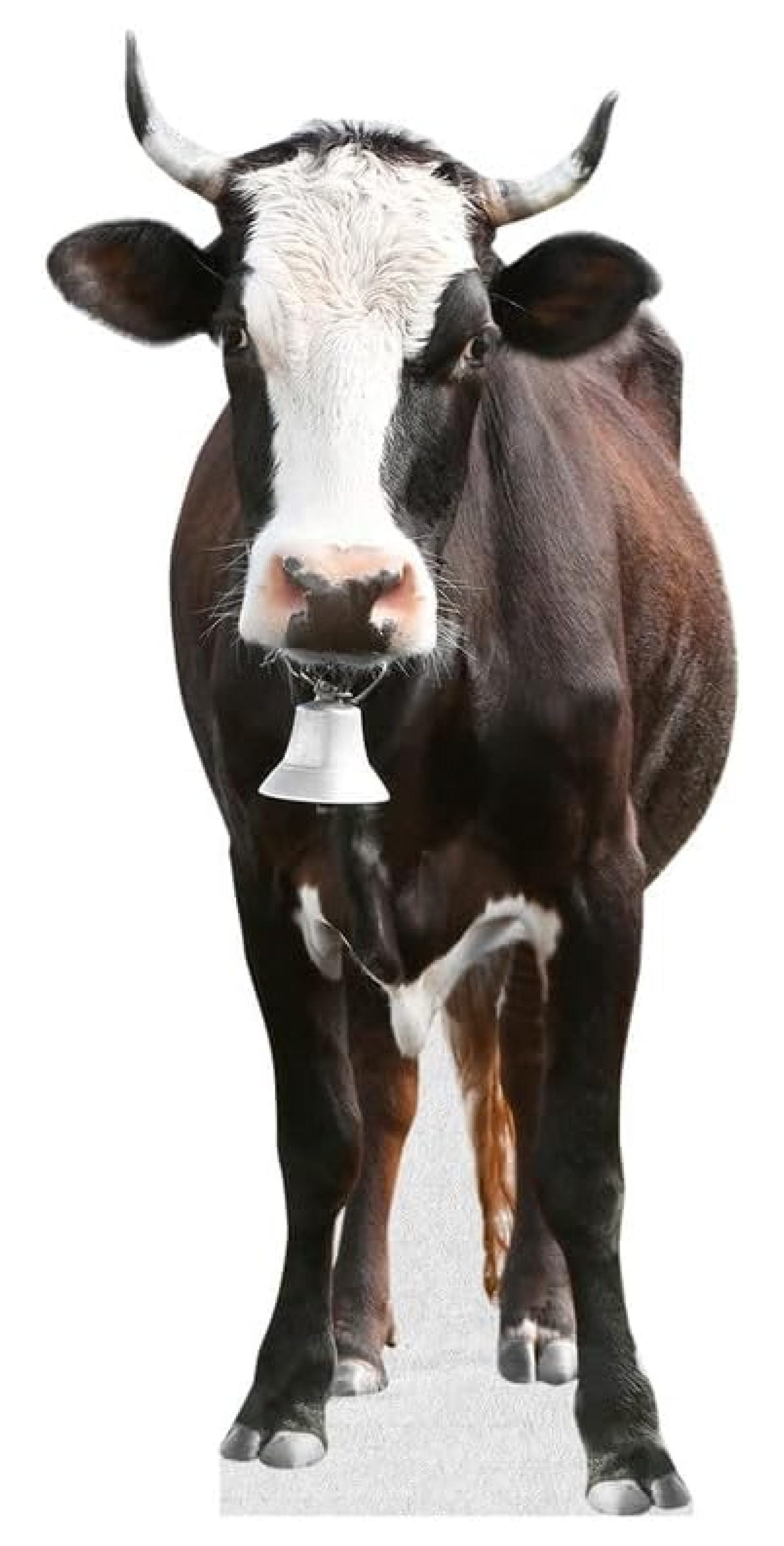 Galaxera Cow - Life Size Cardboard Cutout Standup People with Support ...