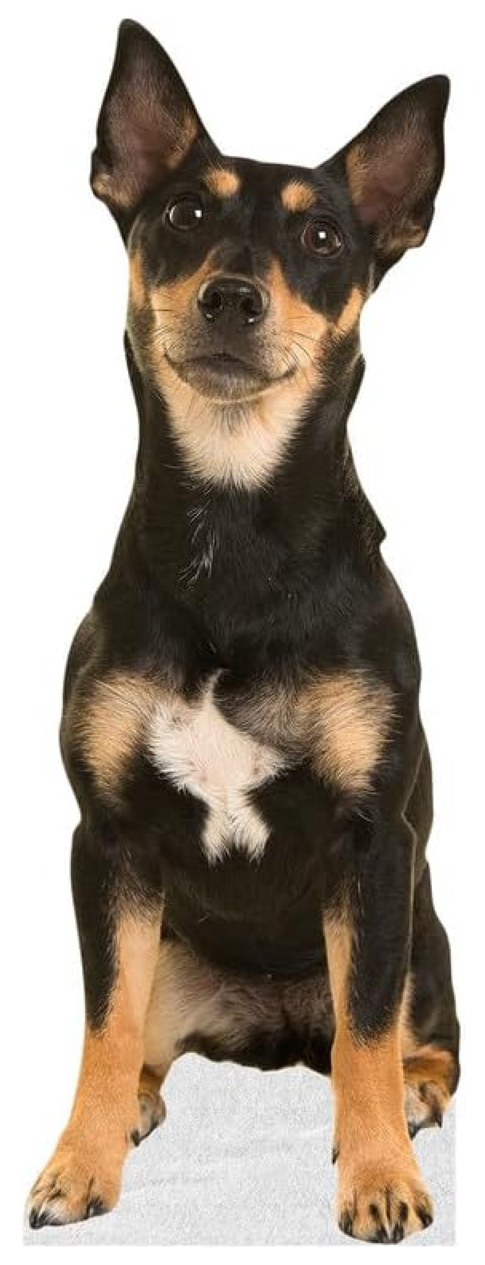 Galaxera Dog - Jack Russel - Life Size Cardboard Cutout Standup People ...