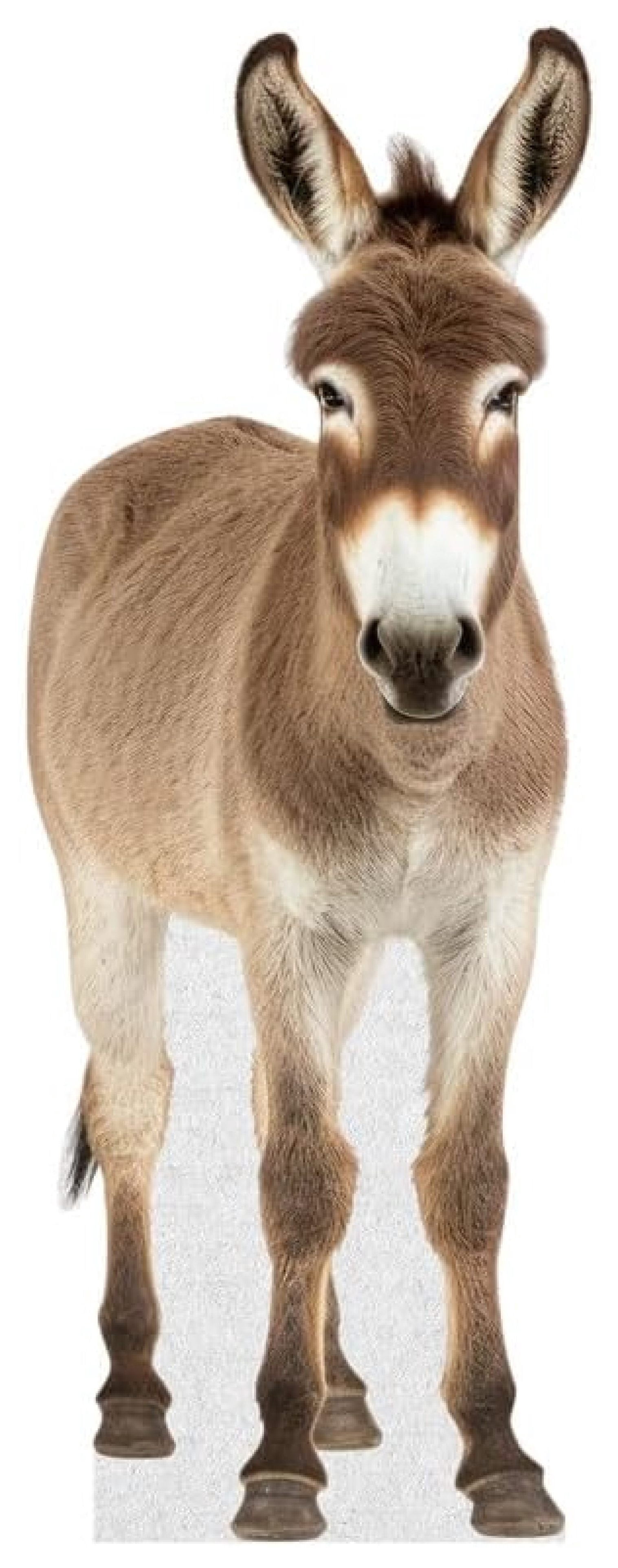 Galaxera Donkey - Life Size Cardboard Cutout Standup People with ...