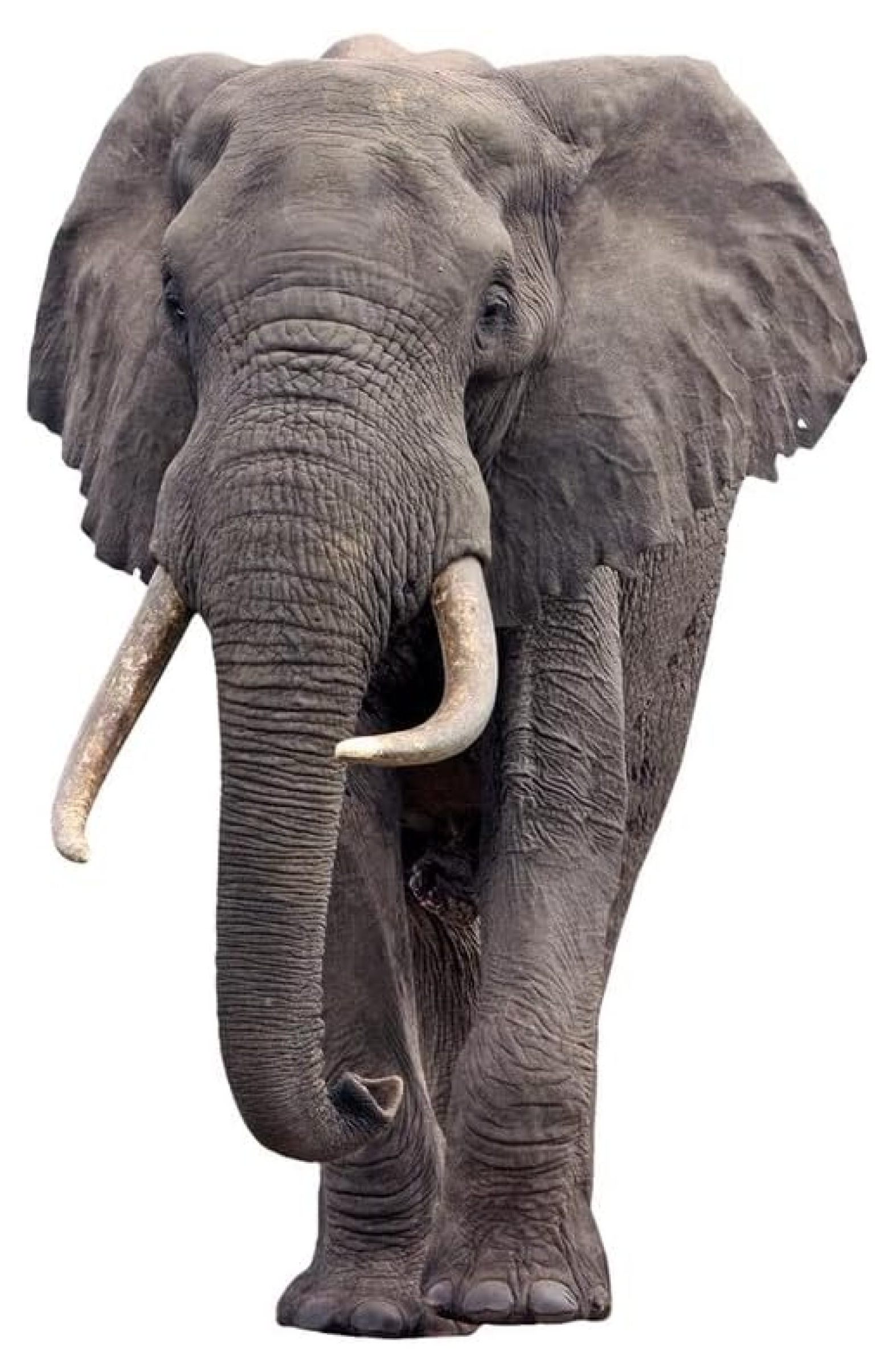 Galaxera Elephant - Life Size Cardboard Cutout Standup People with ...