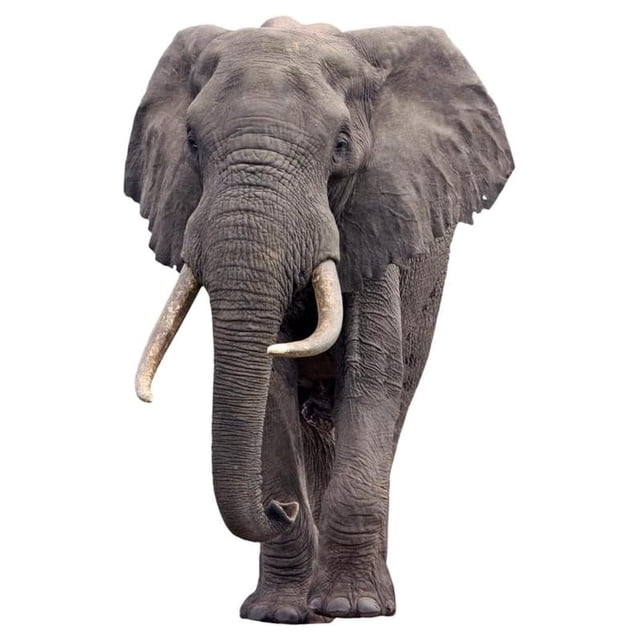 Galaxera Elephant - Life Size Cardboard Cutout Standup People with ...