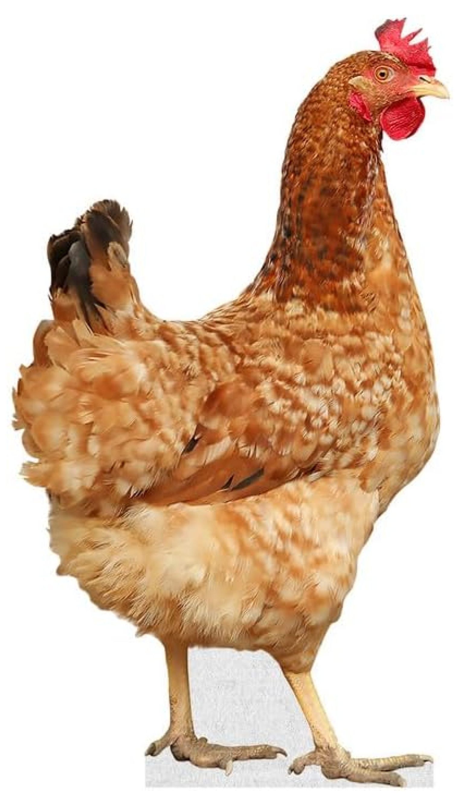 Galaxera Hen - Life Size Cardboard Cutout Standup People with Support ...