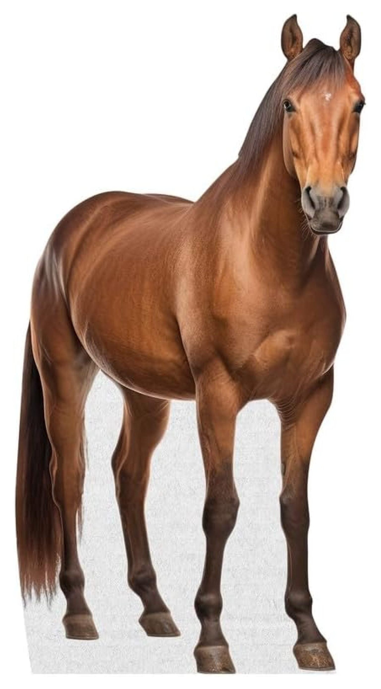 Galaxera Horse - Life Size Cardboard Cutout Standup People with Support ...