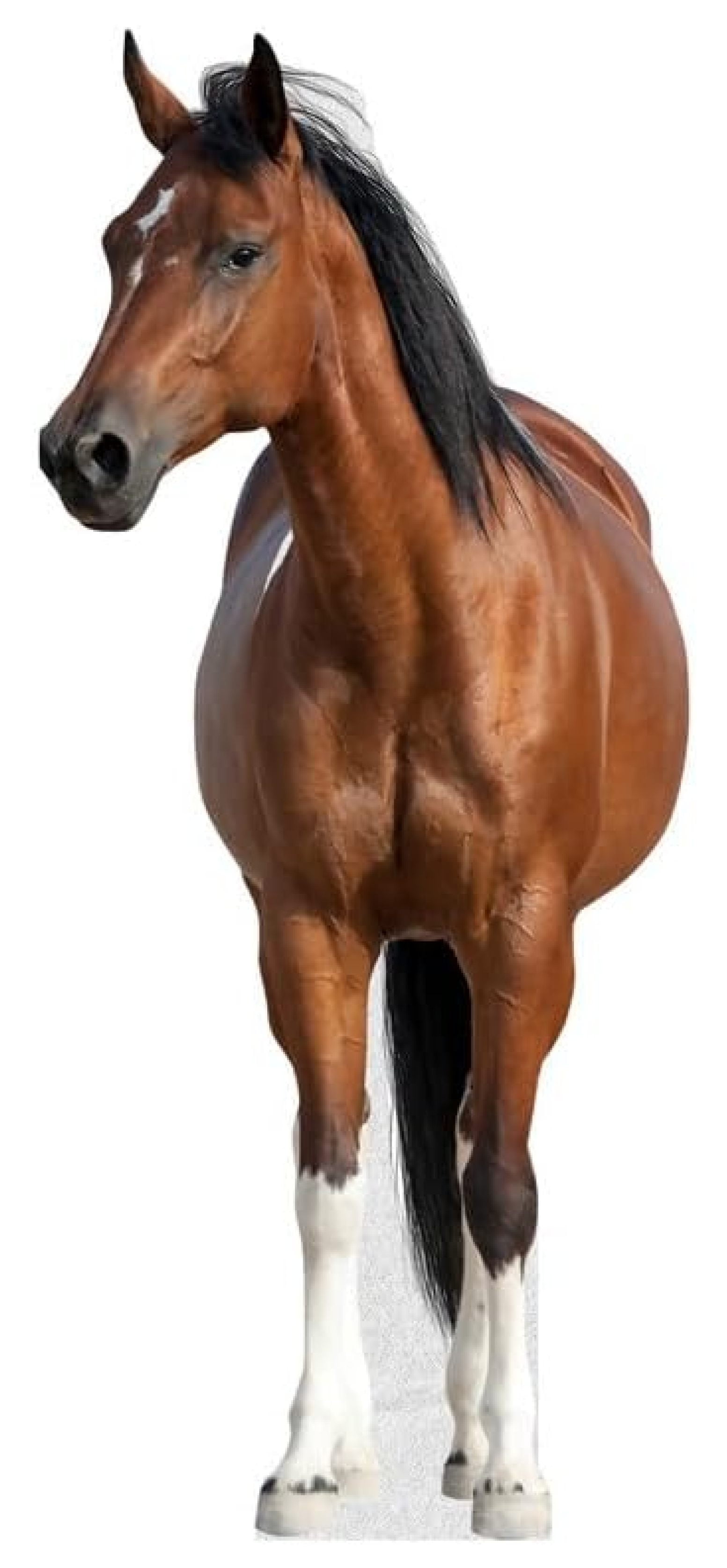 Galaxera Horse - Life Size Cardboard Cutout Standup People with Support ...