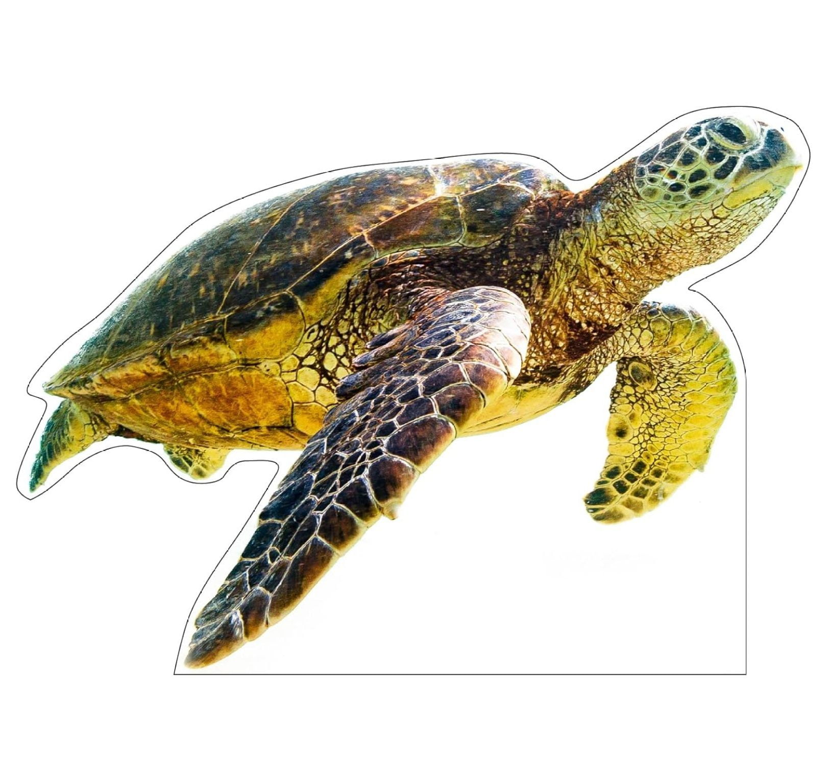 Galaxera Life Size Cardboard Cutout Standup | Waterproof | Animals ...