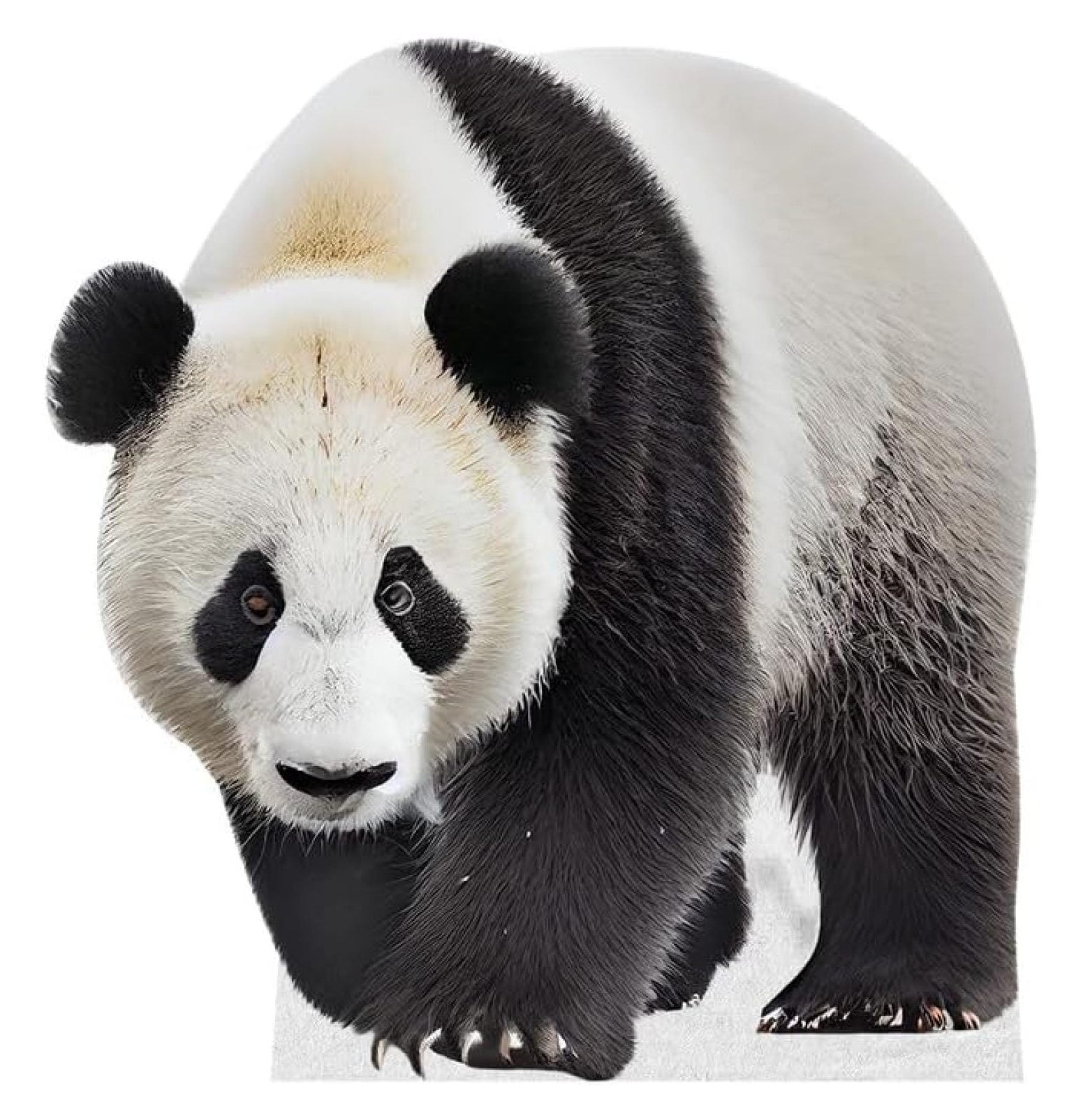 Galaxera Panda - Life Size Cardboard Cutout Standup People with Support ...