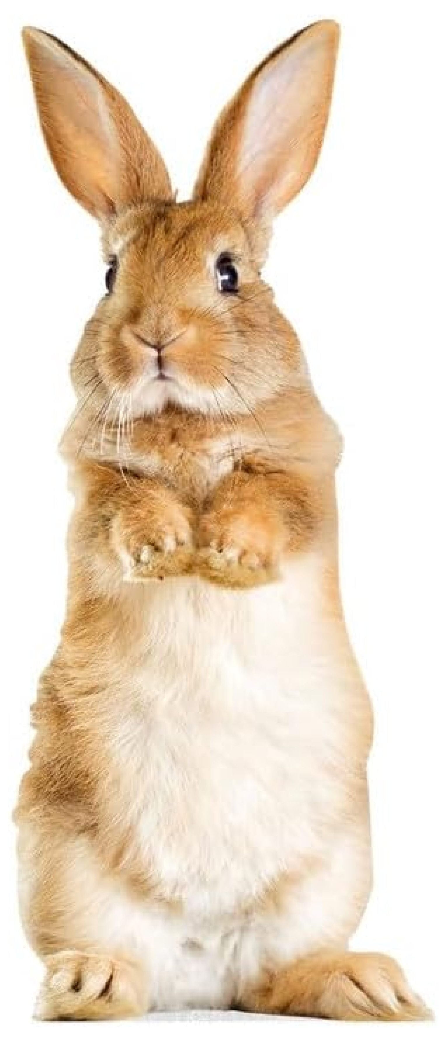 Galaxera Rabbit - Life Size Cardboard Cutout Standup People with ...