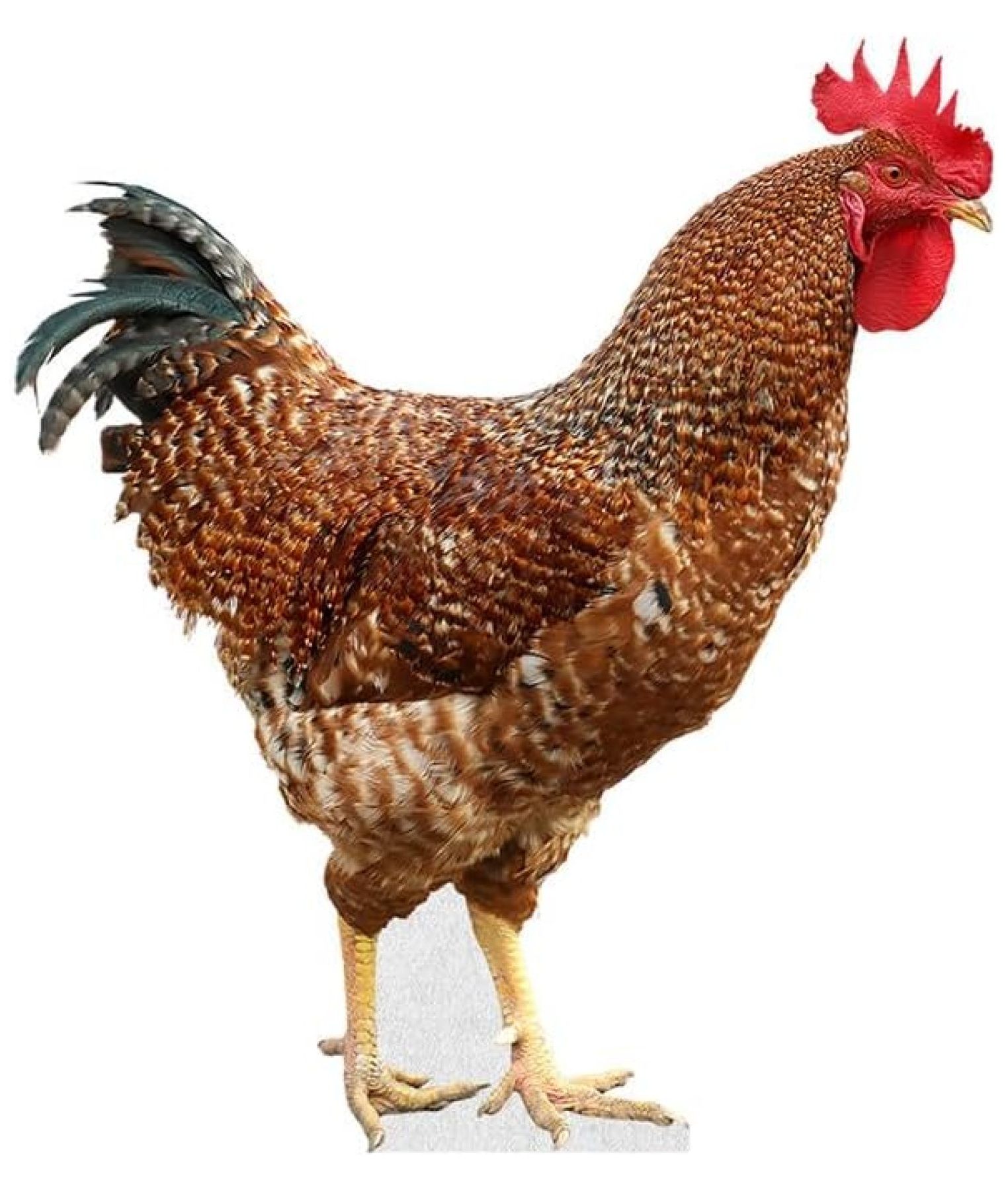 Galaxera Rooster - Life Size Cardboard Cutout Standup People with ...