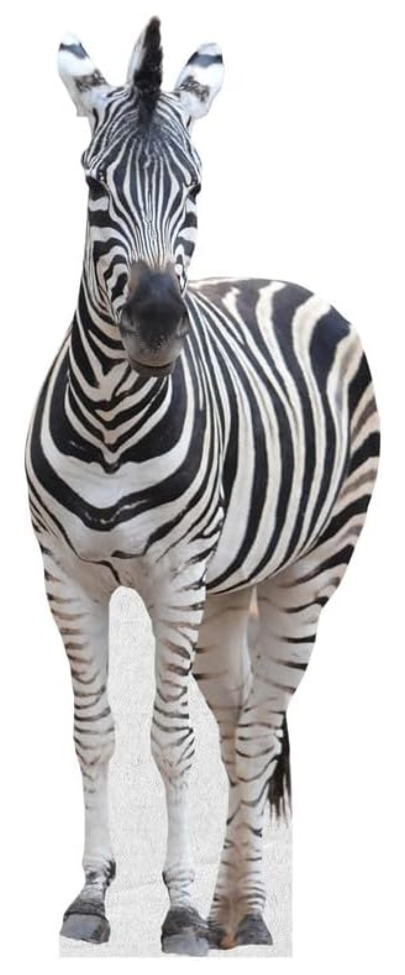 Galaxera Zebra - Life Size Cardboard Cutout Standup People with Support ...