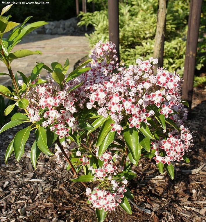 Galaxy Mountain Laurel-Kalmia latifolia 'Galaxy'-Evergreen Shrub with ...