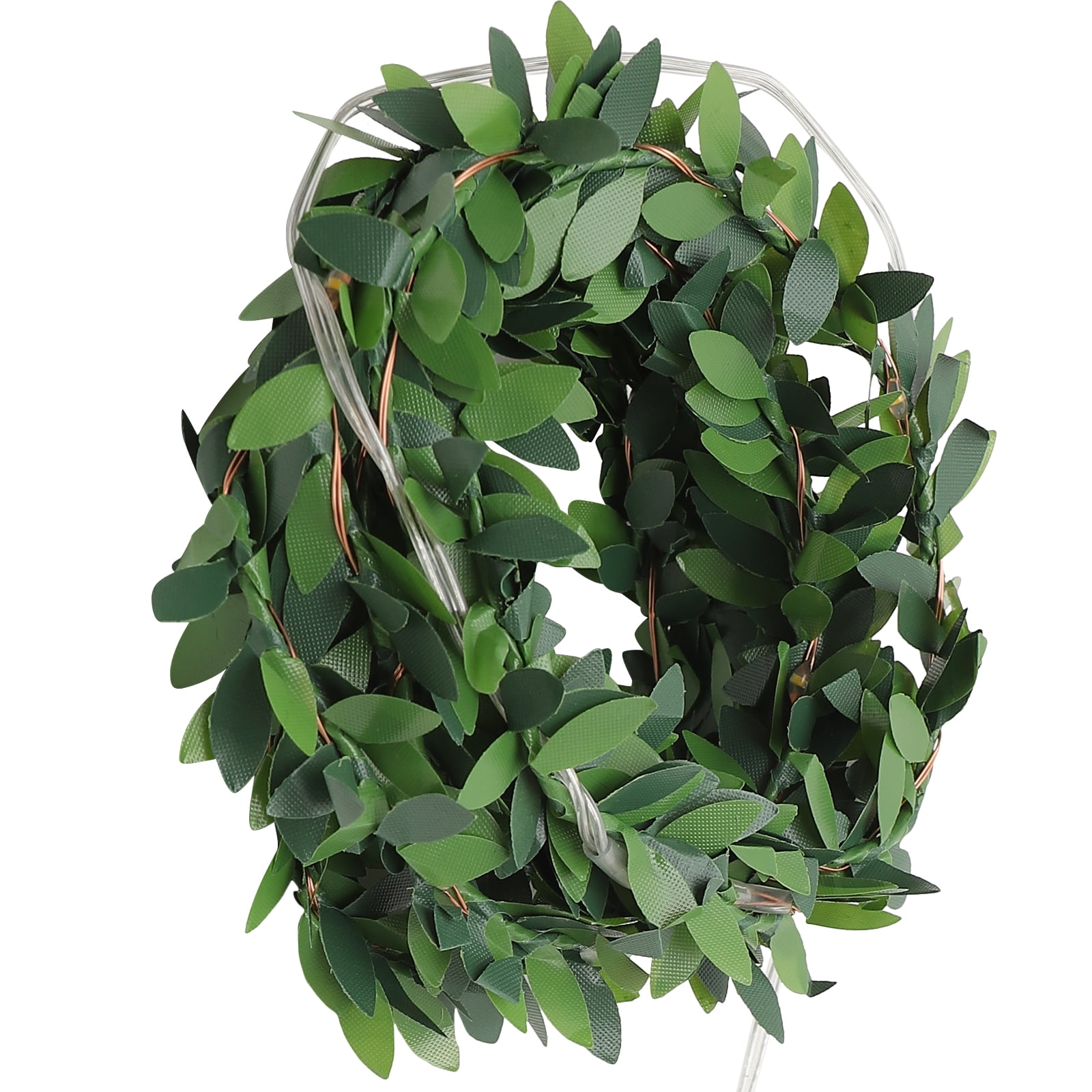 Galax Leaf