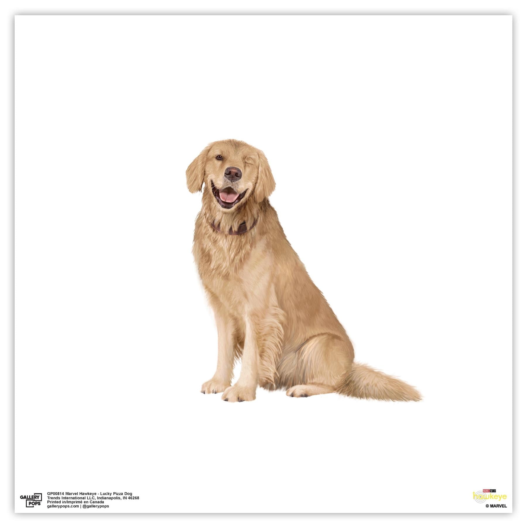 Gallery Pops Marvel Hawkeye - Lucky Pizza Dog Wall Art, Unframed ...