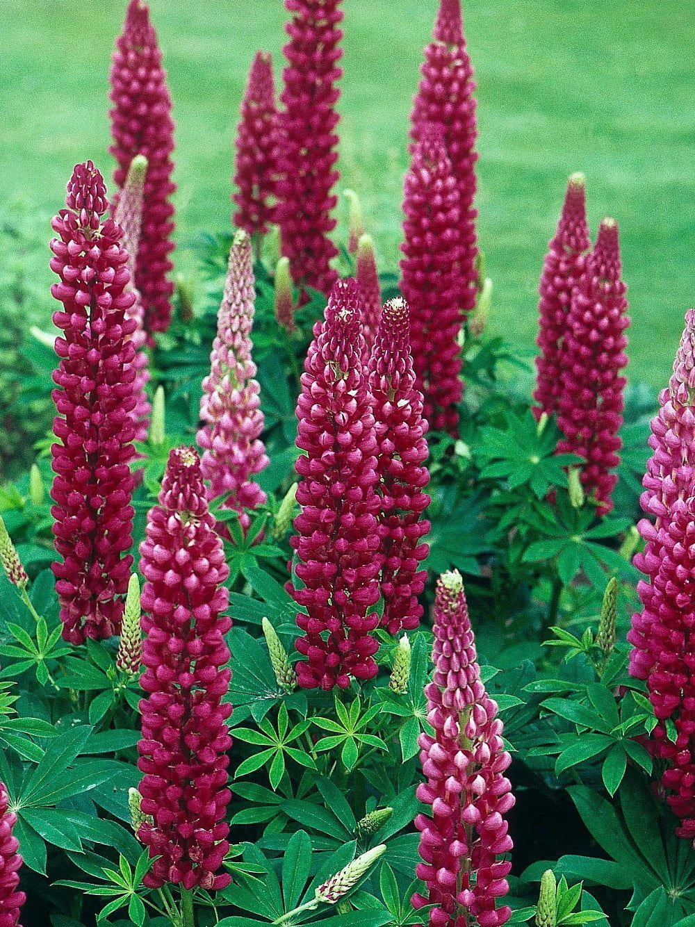 Gallery Red Lupine Perennial - Hardy Outdoor Lupinus - Full Sun - 2.5 ...