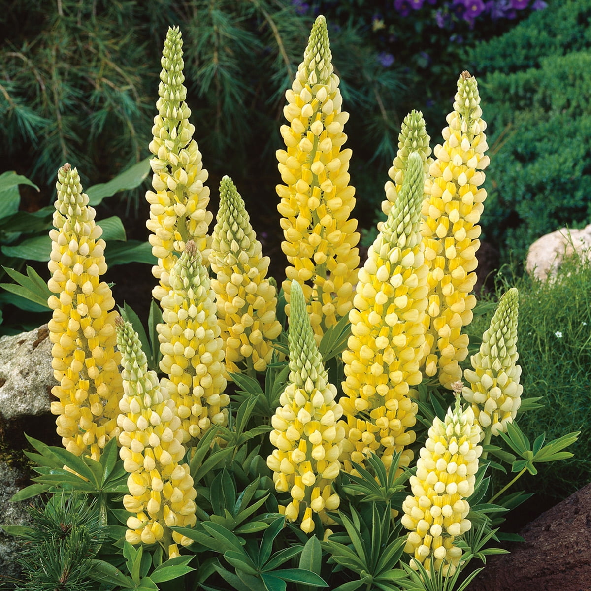 Gallery Yellow Lupine Perennial - Lupinus - Quart Pot - Walmart.com