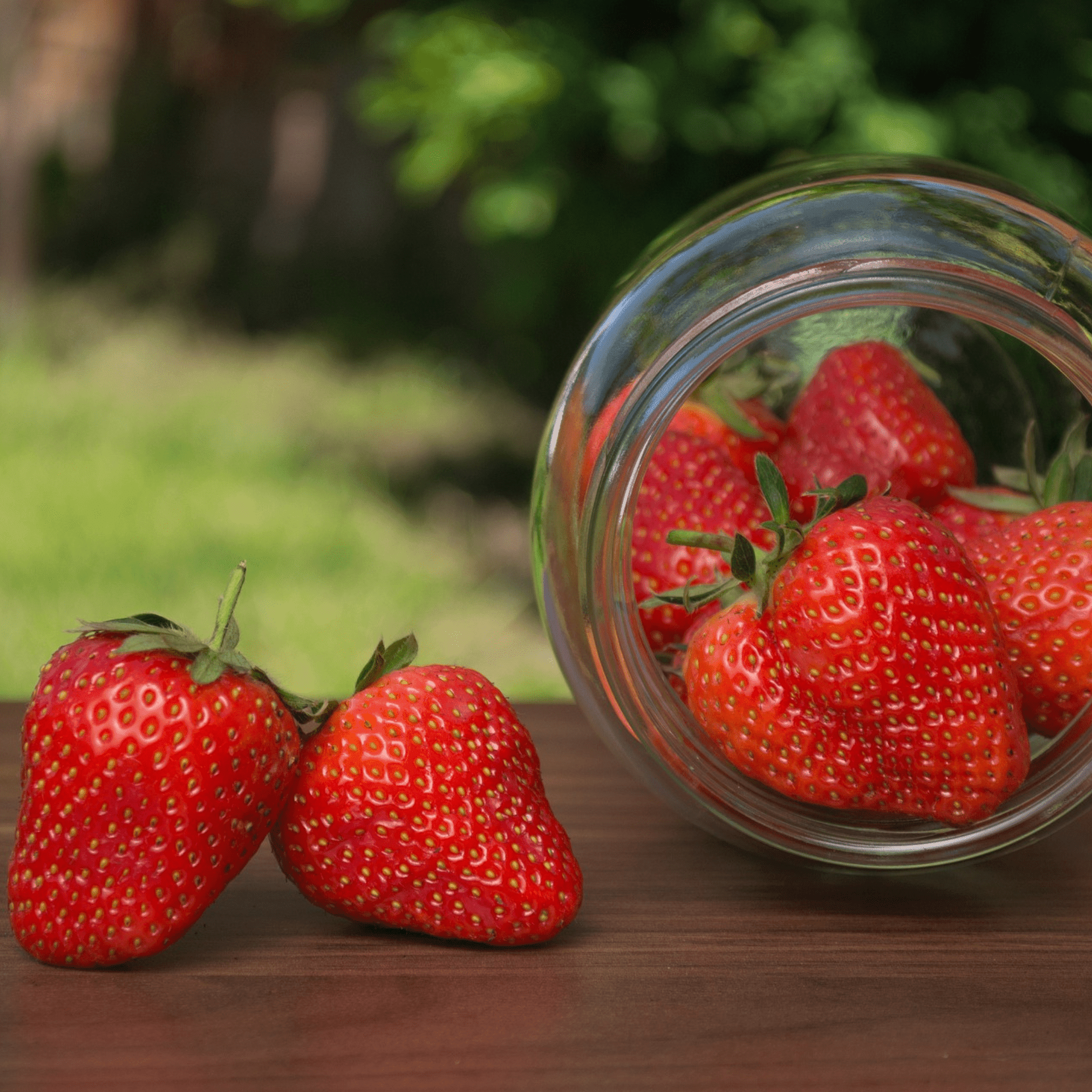 Galletta Strawberry Roots – Bare Root Plants | High-Yield June-Bearing Variety | Sweet, Firm ...