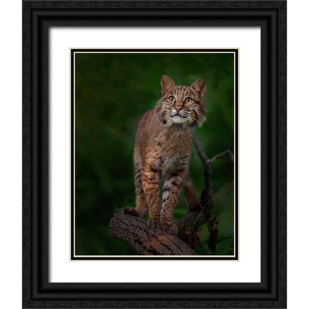 Galloimages Online 12x14 Black Ornate Wood Framed with Double Matting ...