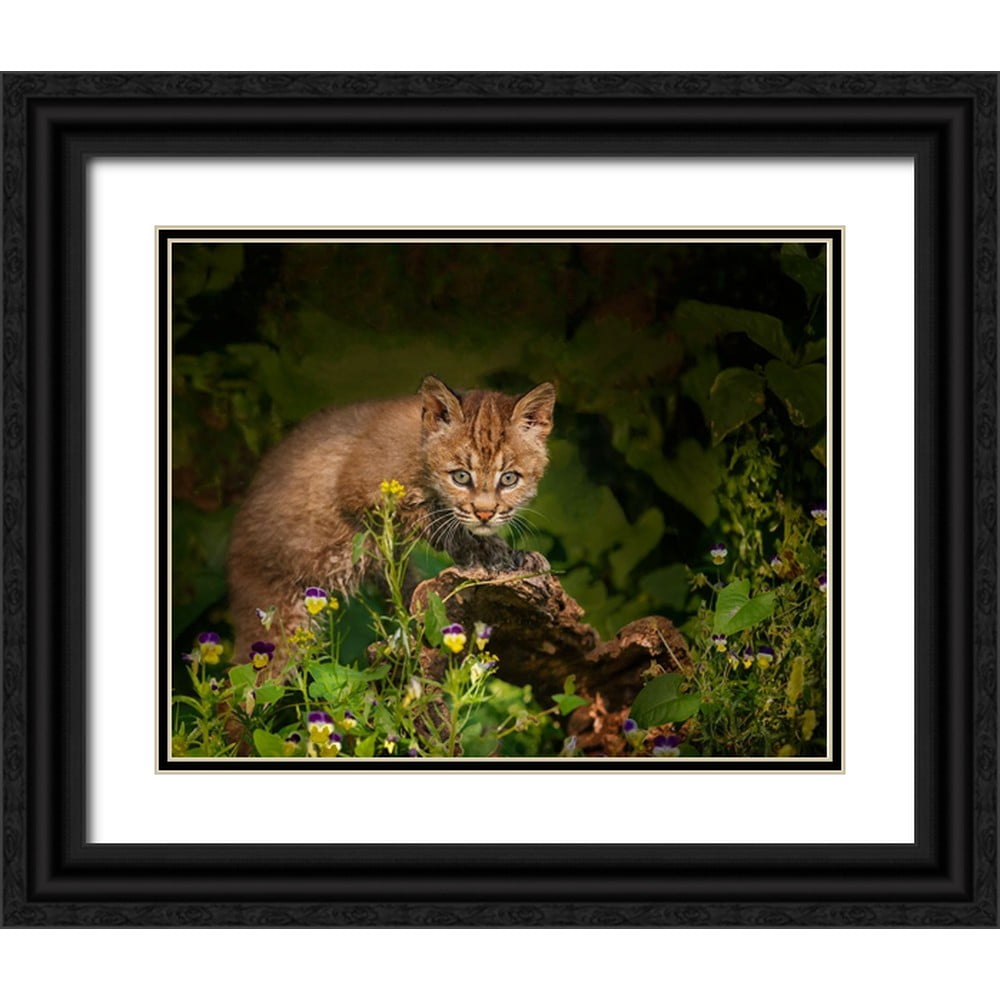 Galloimages Online 14x12 Black Ornate Wood Framed with Double Matting ...