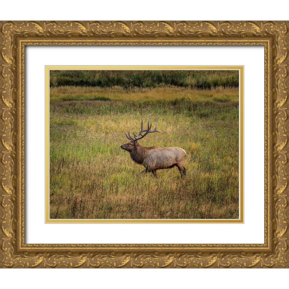 Galloimages Online 14x12 Gold Ornate Wood Framed with Double Matting ...