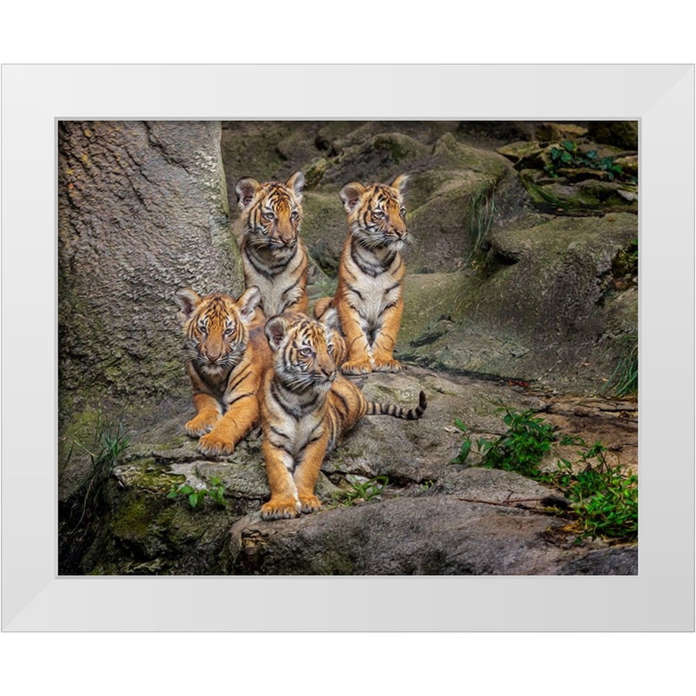 Galloimages Online 14x12 White Modern Wood Framed Museum Art Print ...