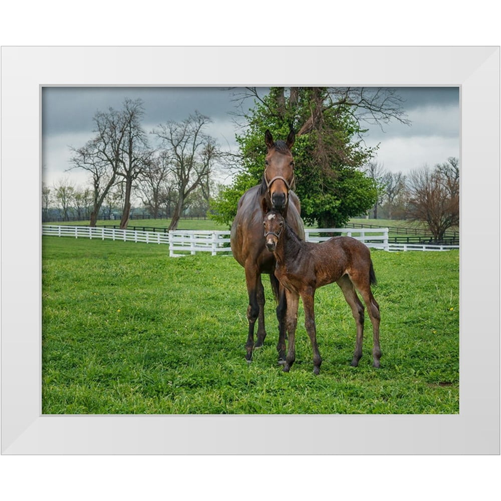 Galloimages Online 14x12 White Modern Wood Framed Museum Art Print ...