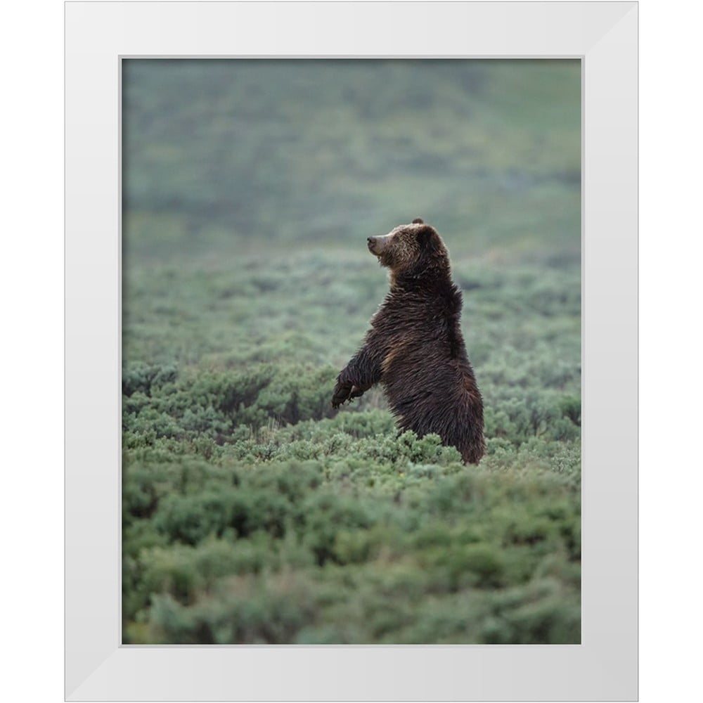 Galloimages Online 15x18 White Modern Wood Framed Museum Art Print ...