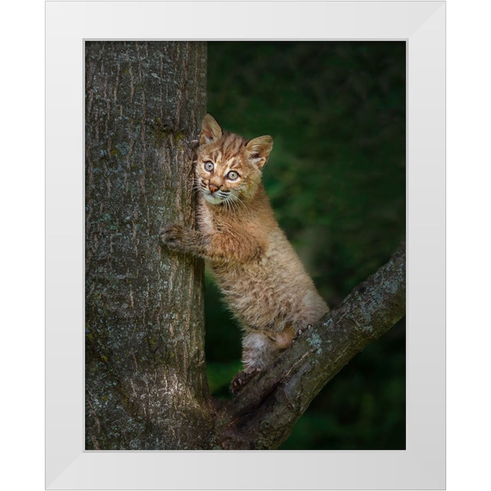 Galloimages Online 15x18 White Modern Wood Framed Museum Art Print ...