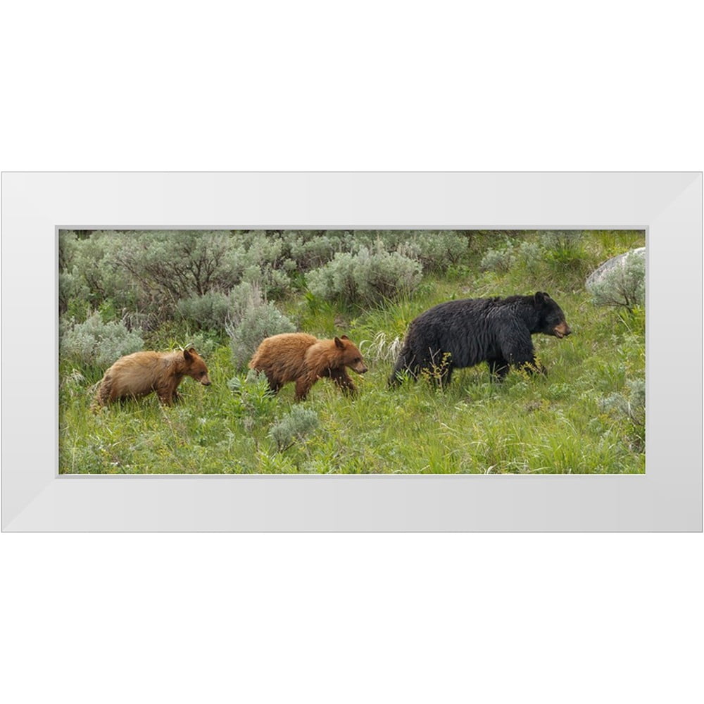 Galloimages Online 18x10 White Modern Wood Framed Museum Art Print ...