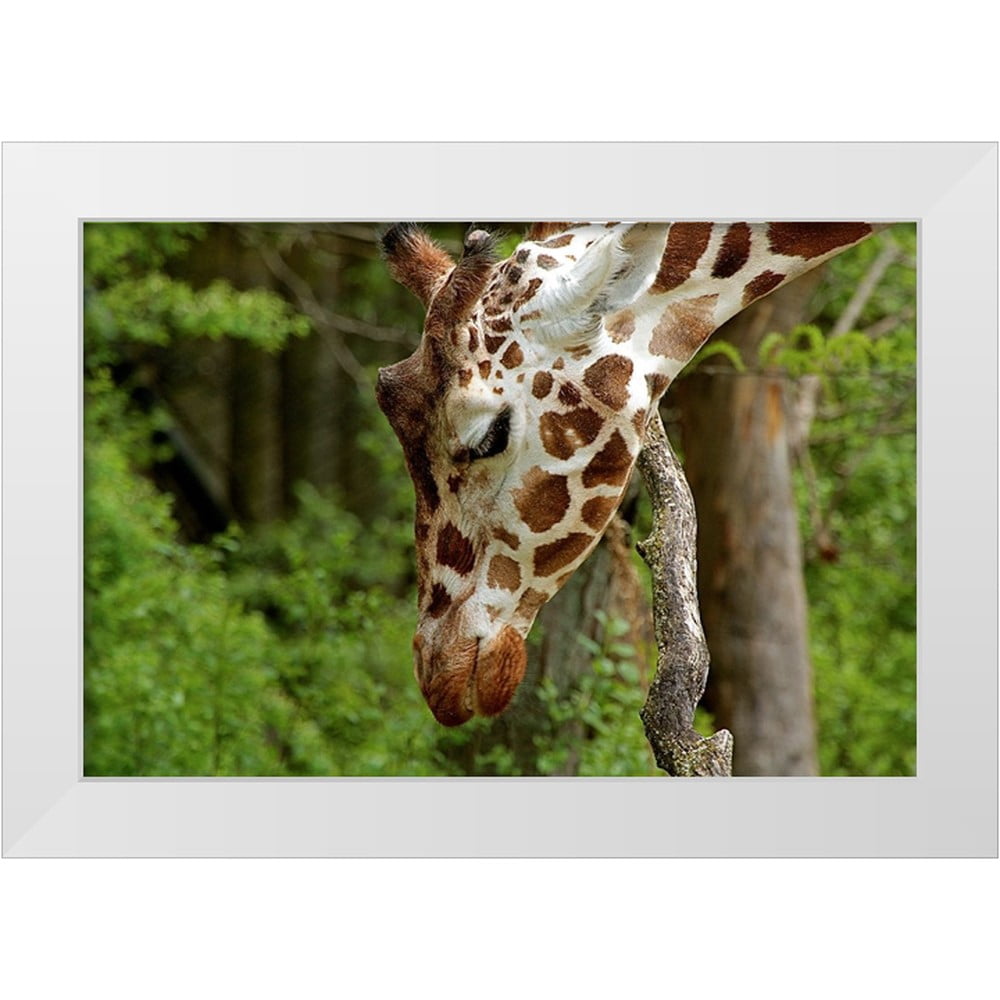 Galloimages Online 18x13 White Modern Wood Framed Museum Art Print ...