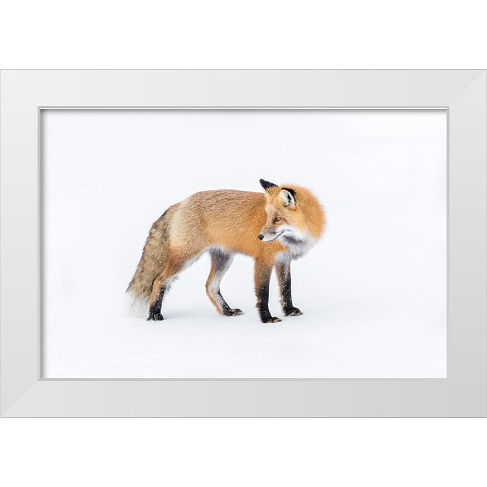 Galloimages Online 18x13 White Modern Wood Framed Museum Art Print ...