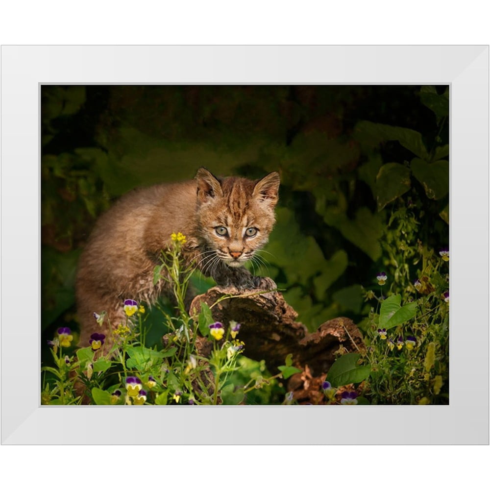 Galloimages Online 18x15 White Modern Wood Framed Museum Art Print ...