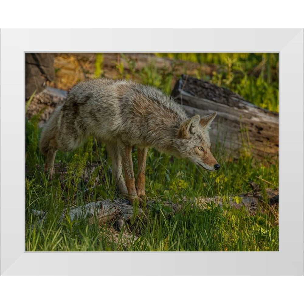 Galloimages Online 18x15 White Modern Wood Framed Museum Art Print ...